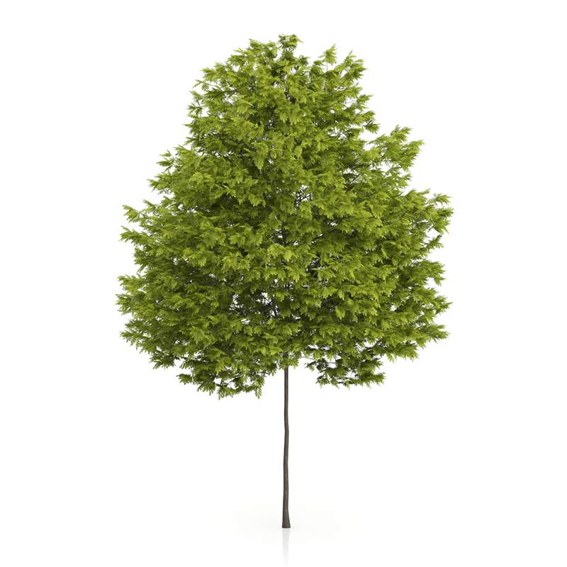 Honey Locust Tree (Gleditsia triacanthos) 10m - 3D Model by cgaxis