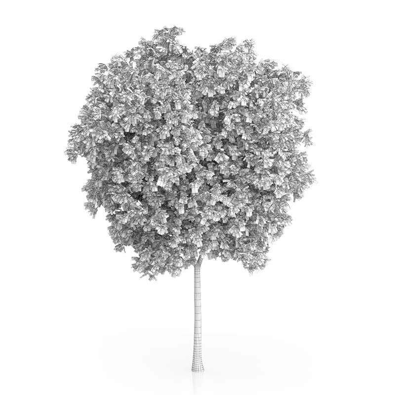 Honey Locust Tree (Gleditsia triacanthos) 11.7m - 3D Model by cgaxis