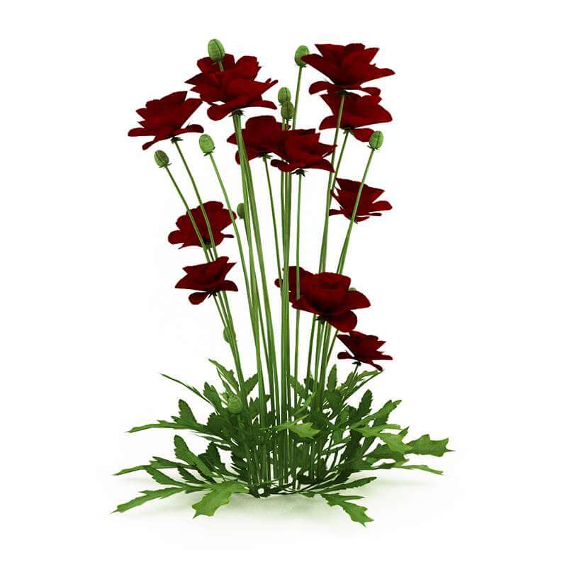 Iranian poppy - 3D Model by cgaxis