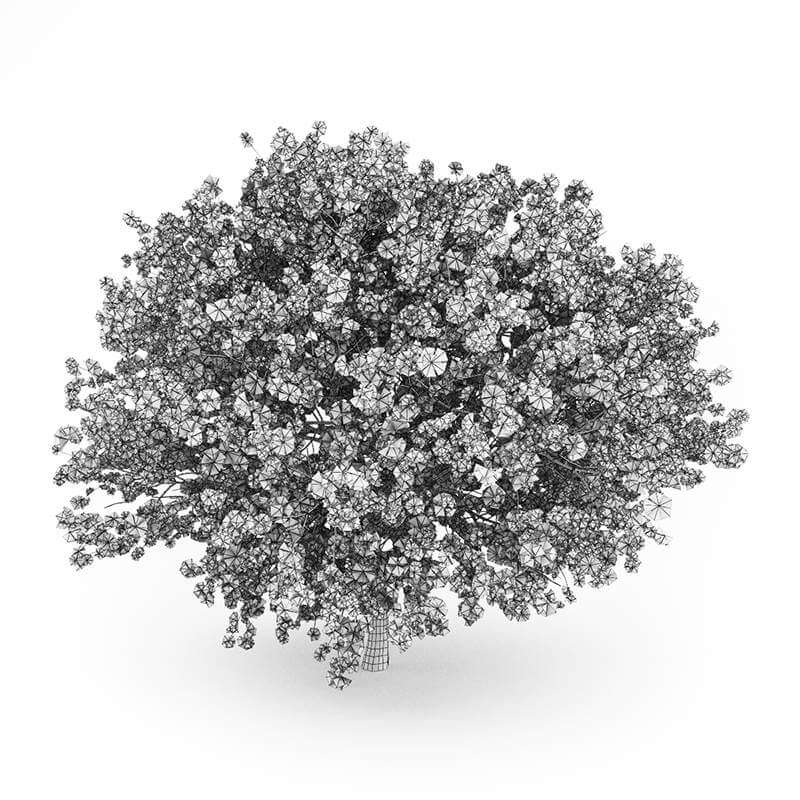 Judas Tree - 3D Model by cgaxis