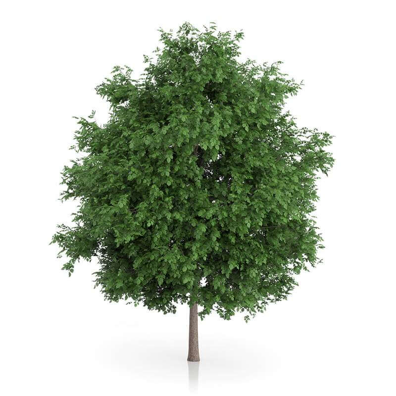 Large-leaved Lime Tree (Tilia Platyphyllos) 7.2m 3D Model by cgaxis