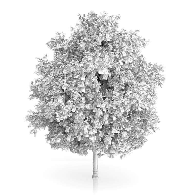 Large-leaved Lime Tree (Tilia Platyphyllos) 7.2m 3D Model by cgaxis
