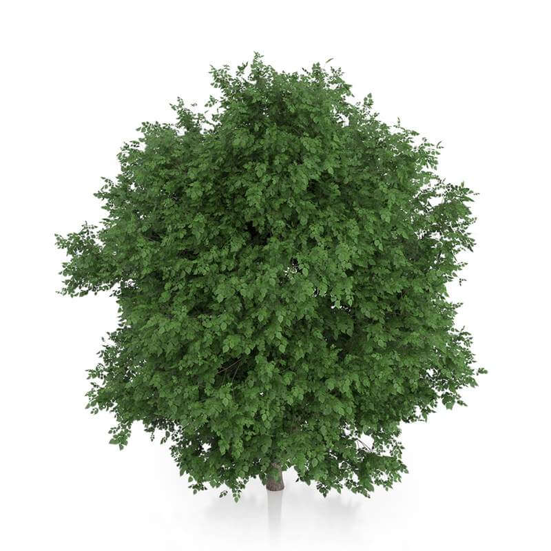 Large-leaved Lime Tree (Tilia Platyphyllos) 7.2m 3D Model by cgaxis