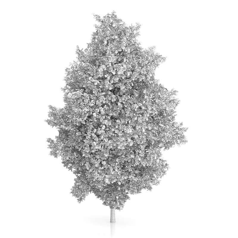 Large-Leaved Lime Tree (Tilia Platyphyllos) 9.8m 3D Model by cgaxis