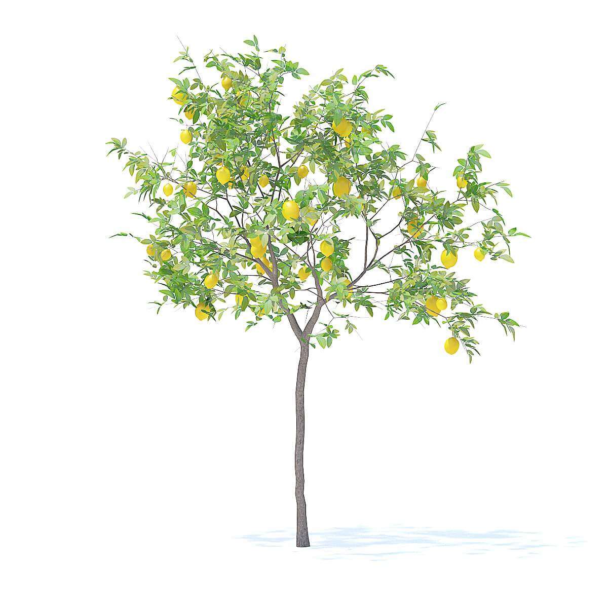 Lemon Tree with Fruits 2.4m - 3D Model by cgaxis