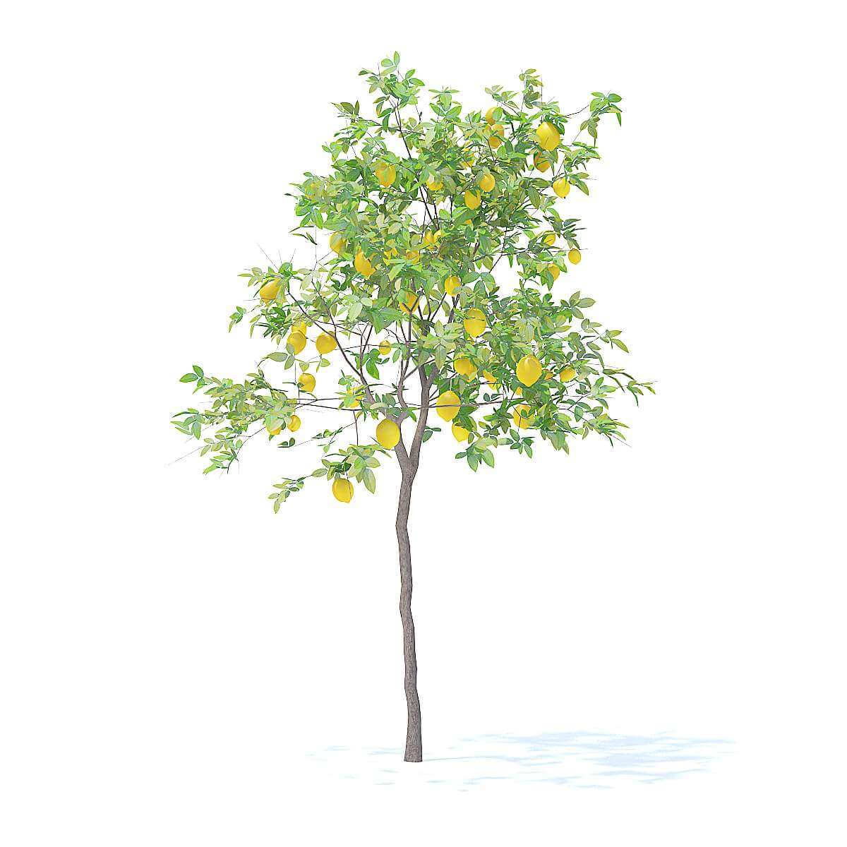 Lemon Tree with Fruits 2.4m - 3D Model by cgaxis