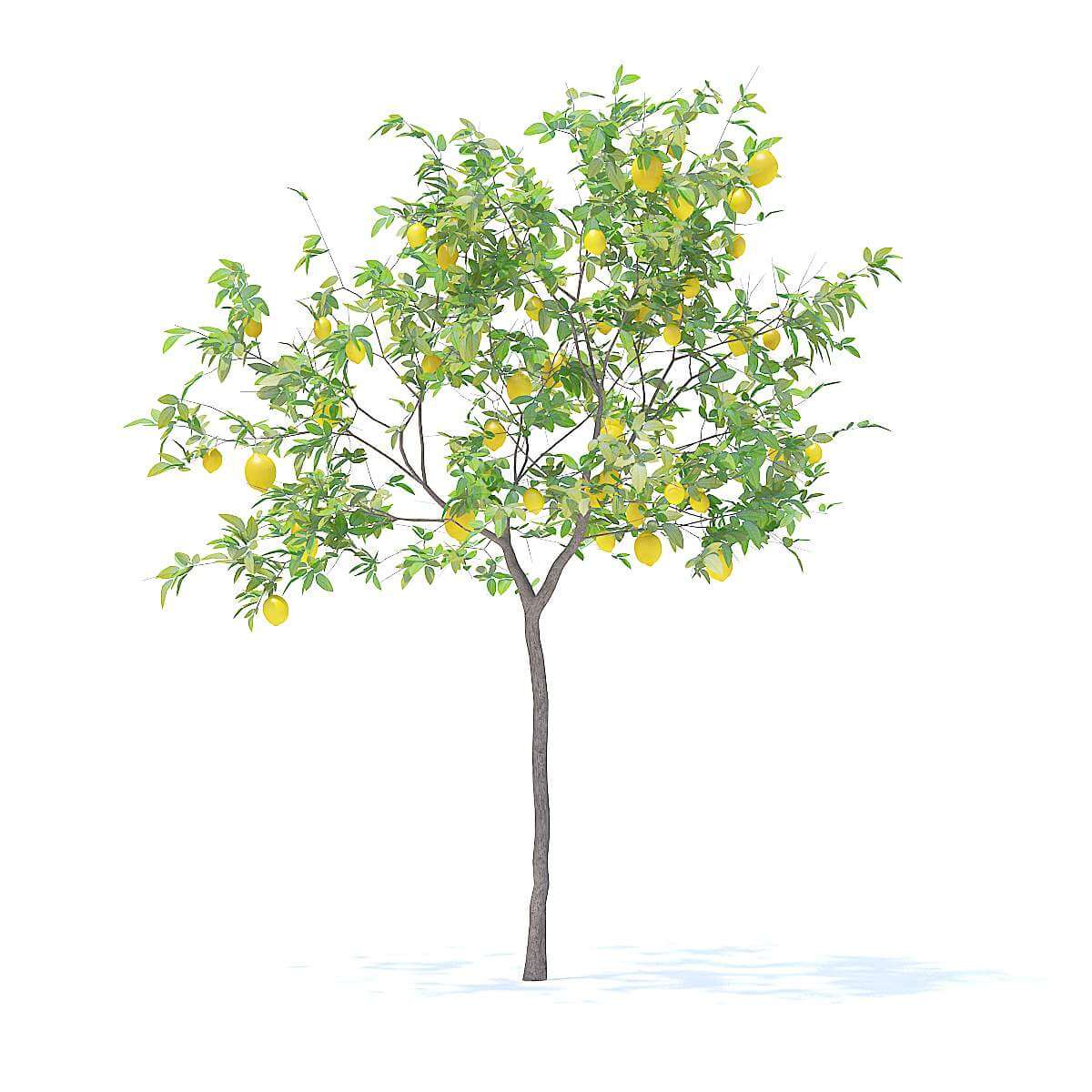 Lemon Tree with Fruits 2.4m - 3D Model by cgaxis
