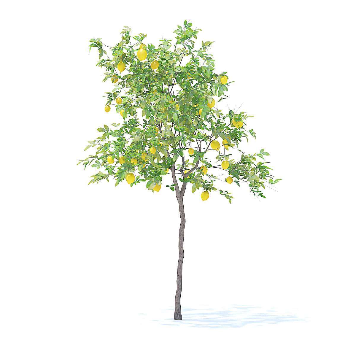 Lemon Tree with Fruits 2.4m - 3D Model by cgaxis
