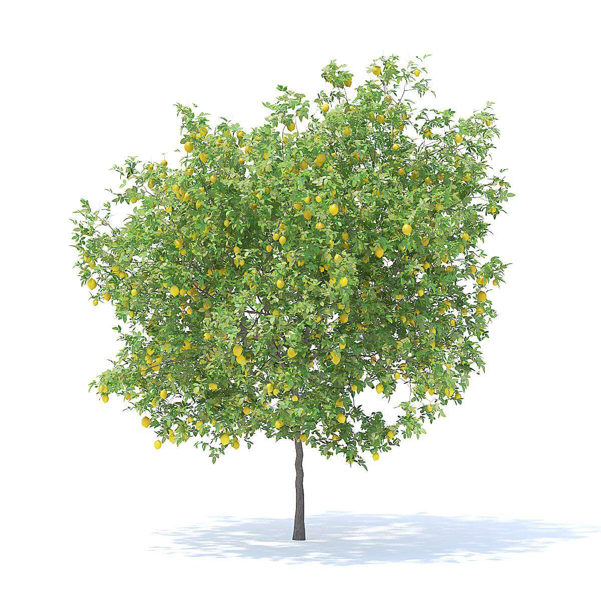 Lemon Tree with Fruits 4.4m - 3D Model by cgaxis