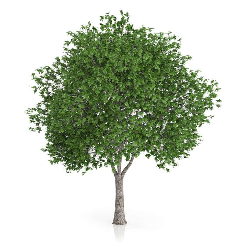 London Plane Tree (Platanus acerifolia) 13.4m - 3D Model by cgaxis