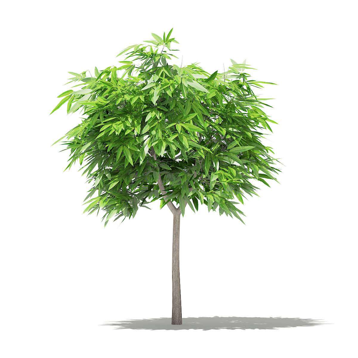 Mango Tree 1.7m - 3D Model by cgaxis