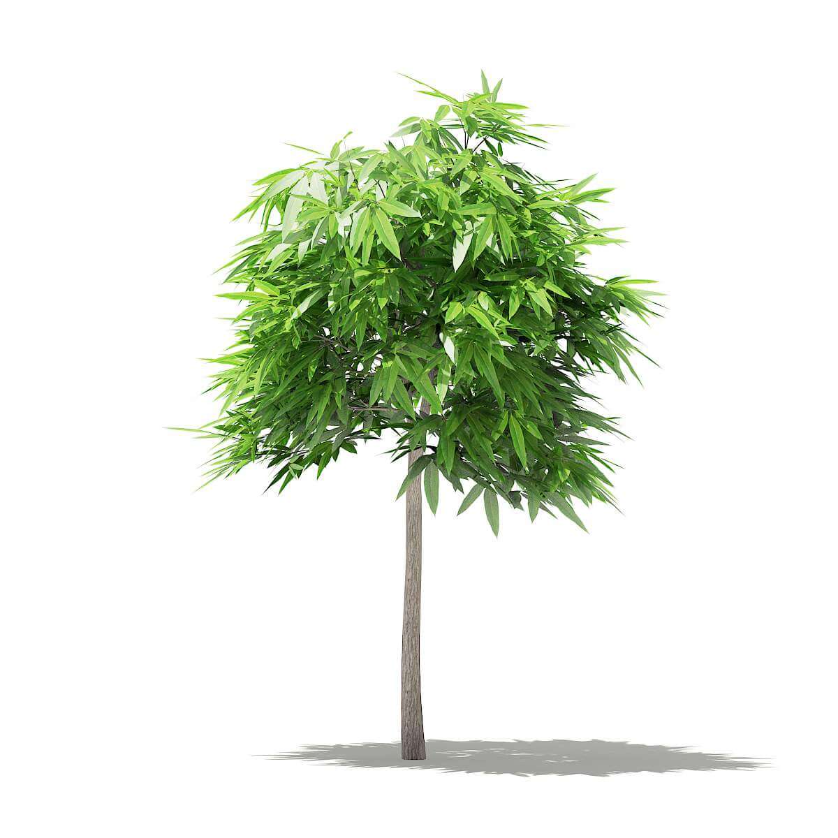 Mango Tree 1.7m - 3D Model by cgaxis