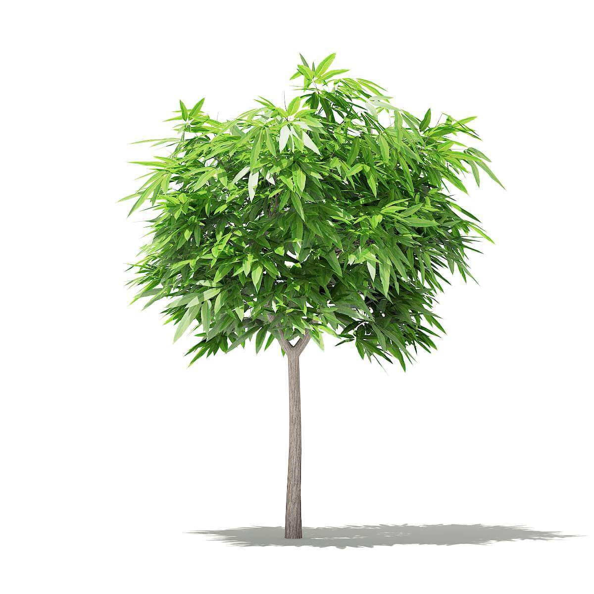 Mango Tree 1.7m - 3D Model by cgaxis