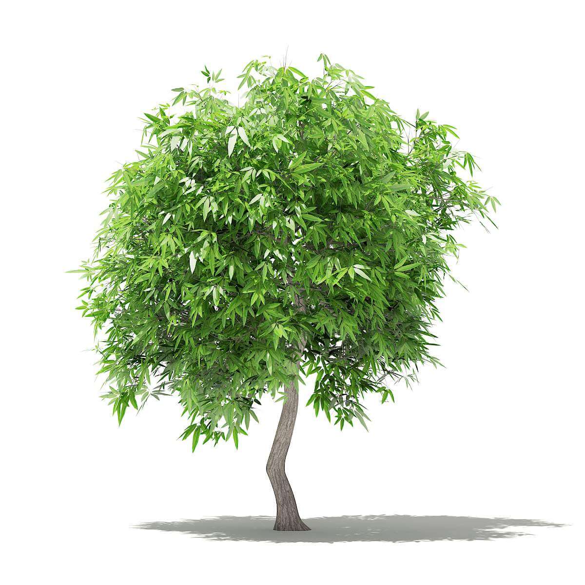 Mango Tree 2.7m - 3D Model by cgaxis