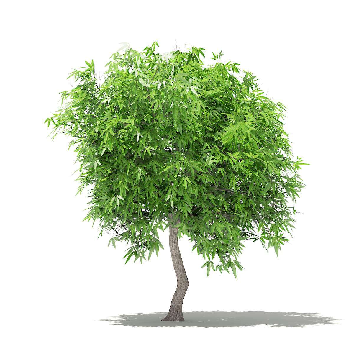 Mango Tree 2.7m - 3D Model by cgaxis