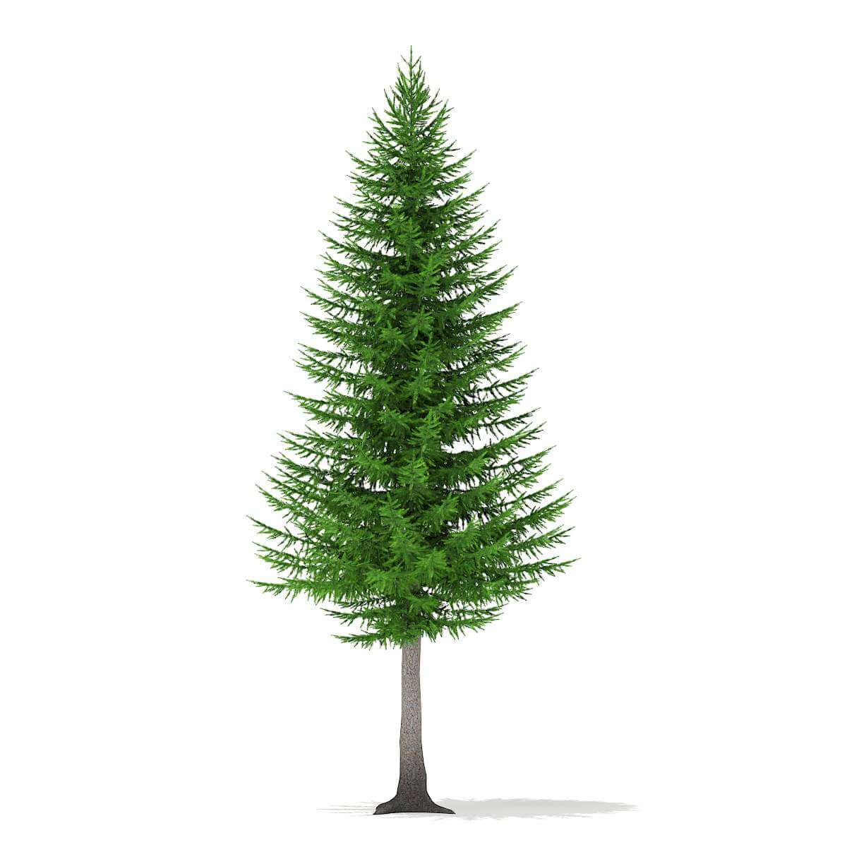 Norway Spruce (Picea abies) 8.3m - 3D Model by cgaxis