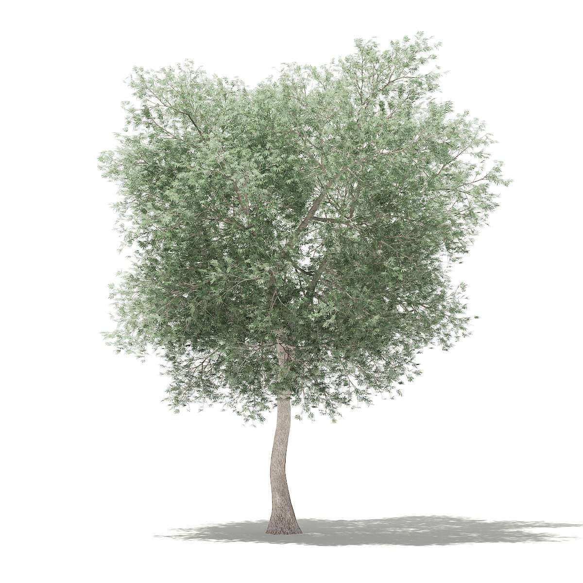 Olive Tree 6m - 3D Model by cgaxis