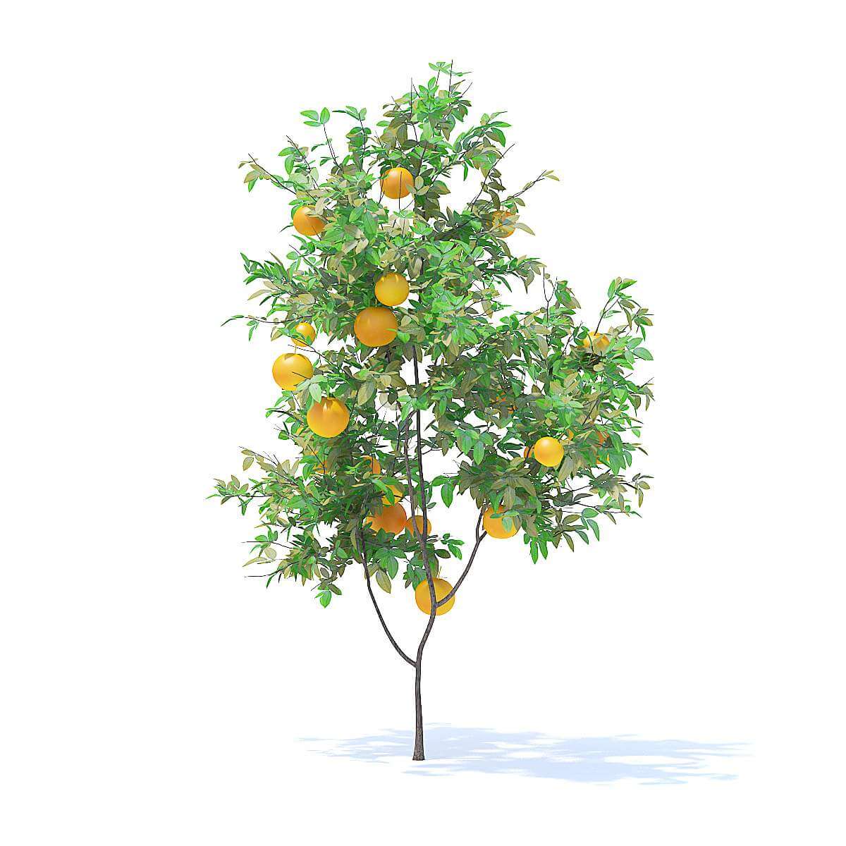 Orange Tree with Fruits 2.1m - 3D Model by cgaxis