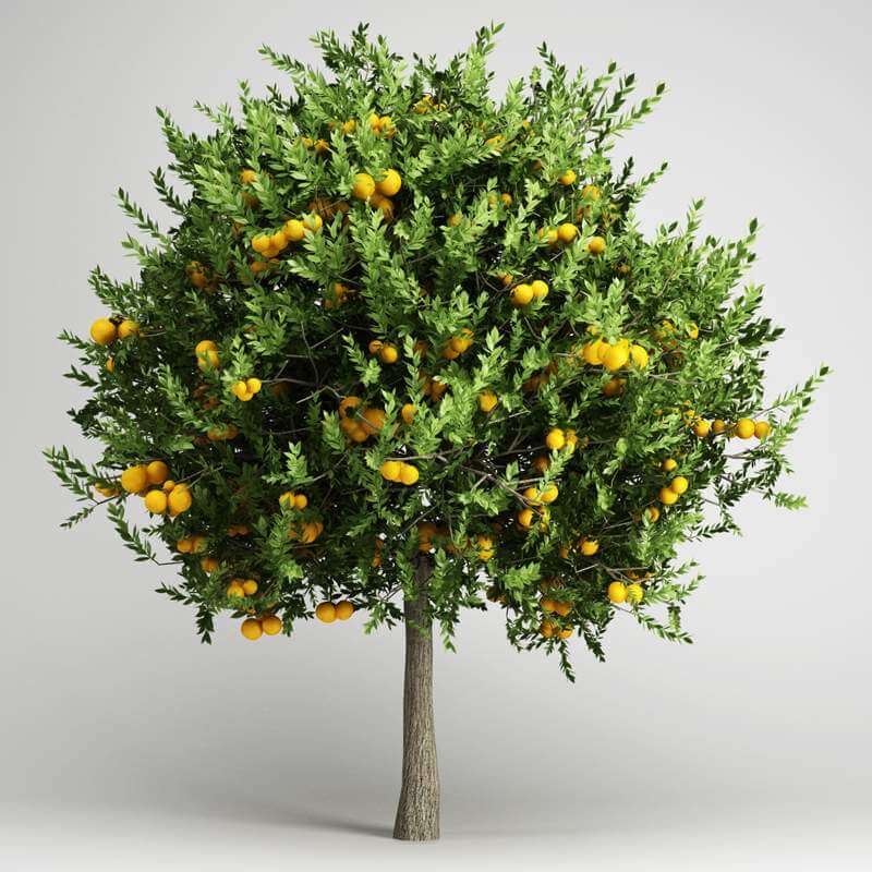 Orange Tree Wallpaper 3d