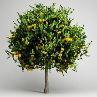 Orange Tree - 3D Model by cgaxis