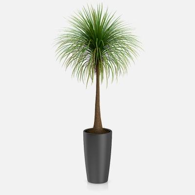 Palm Tree in Round Pot 3 - 3D Model by cgaxis