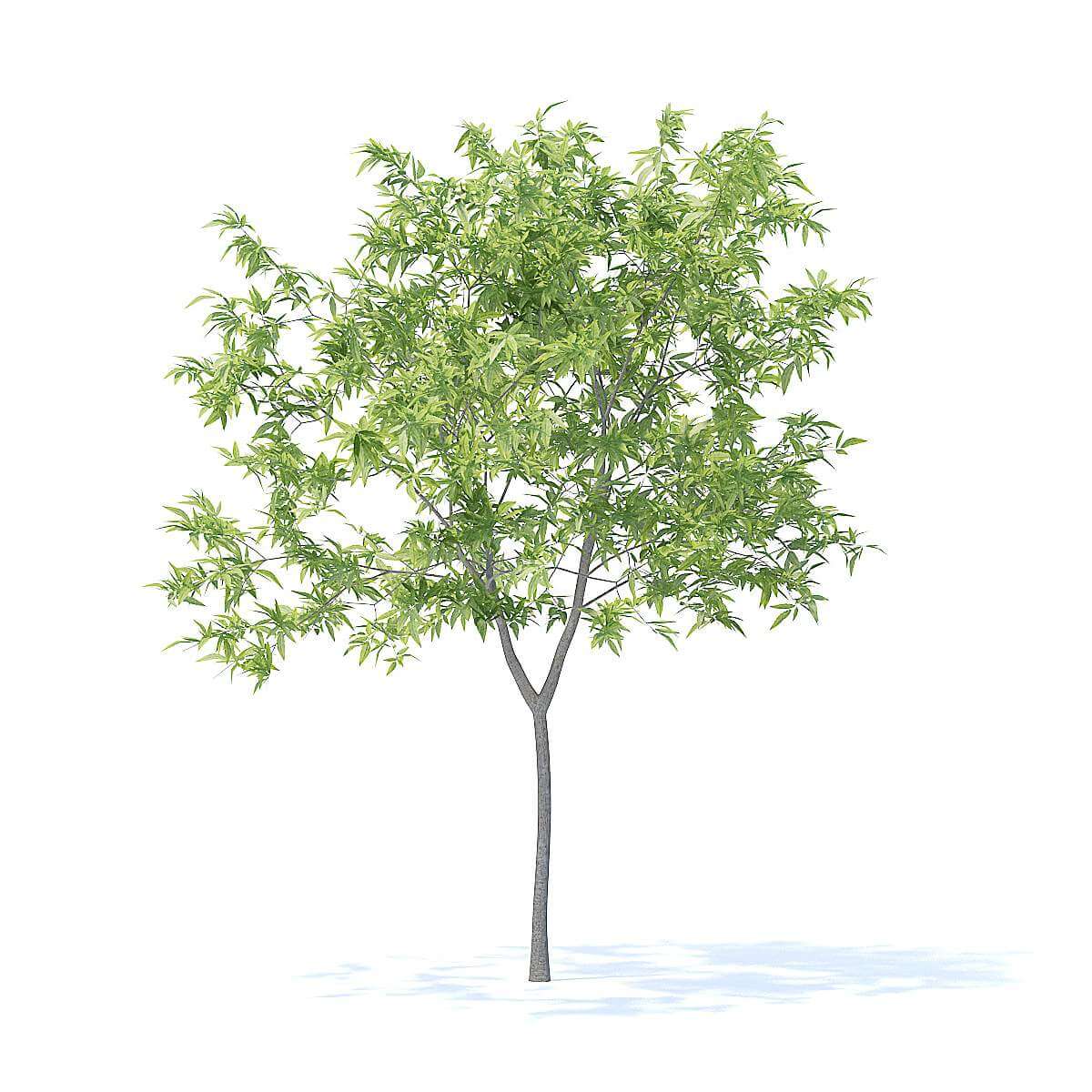 Peach Tree 2.3m - 3D Model by cgaxis