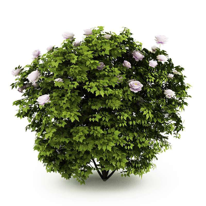 Peony - 3D Model by cgaxis