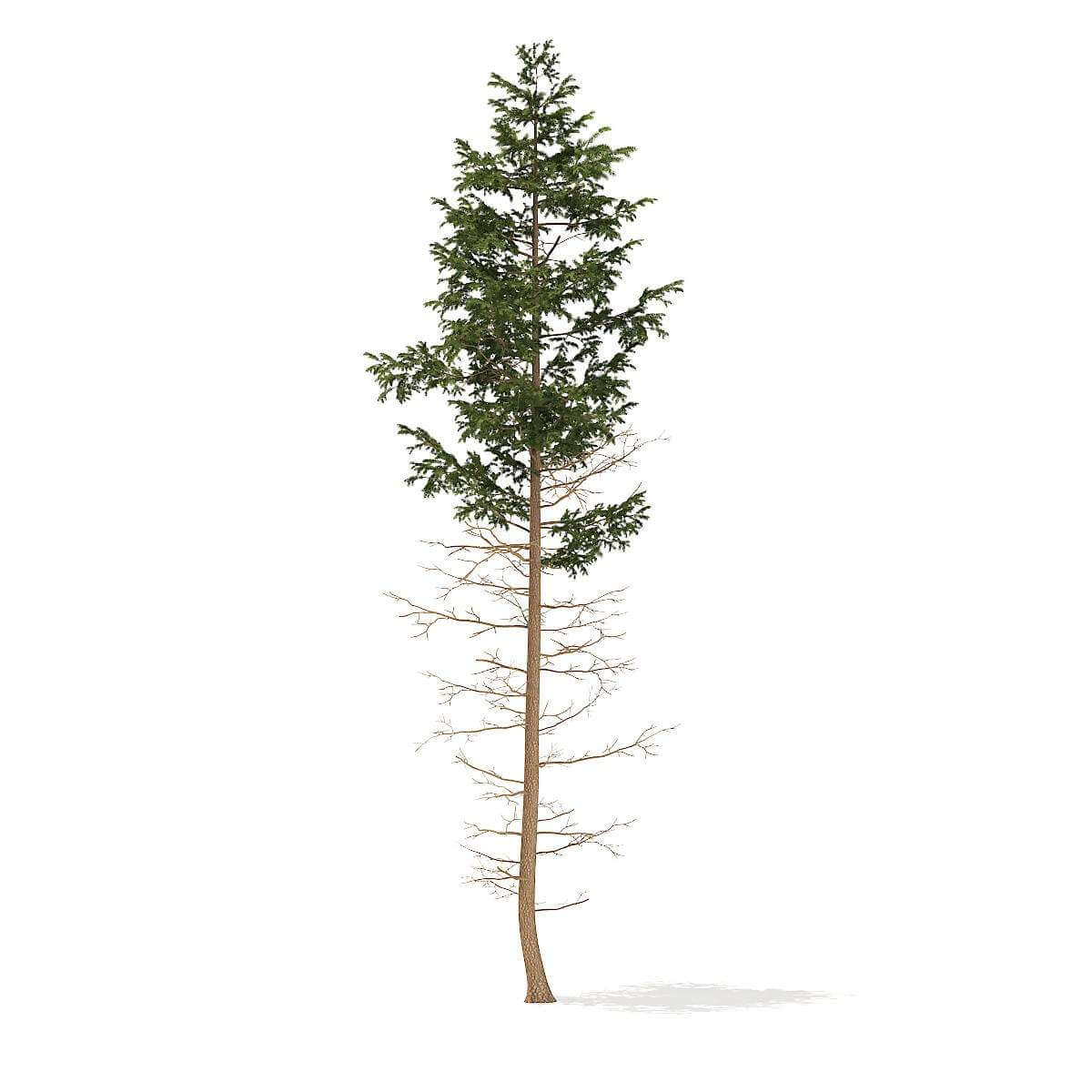 Pine Tree 16m - 3D Model by cgaxis