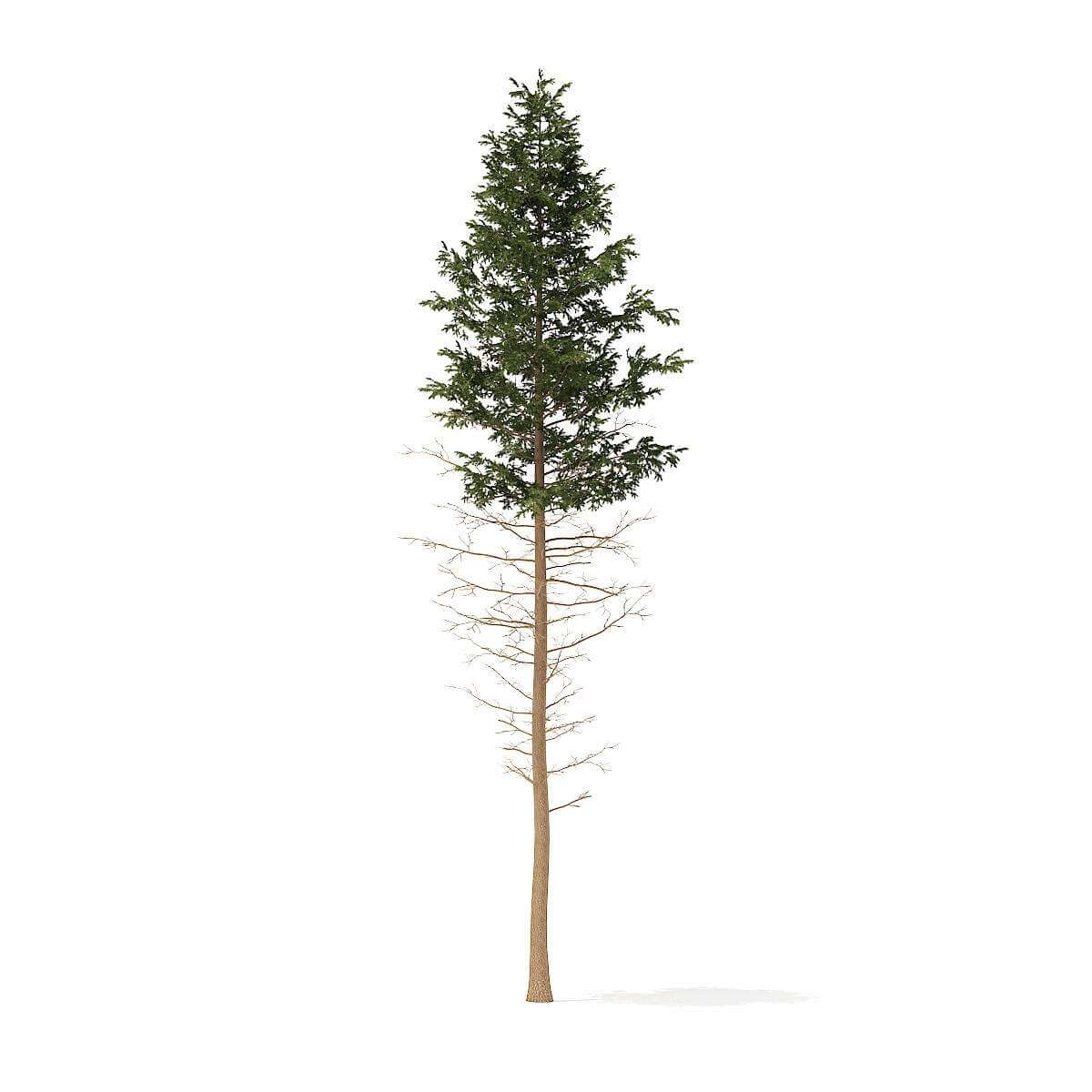 Pine Tree 28.5m - 3D Model by cgaxis