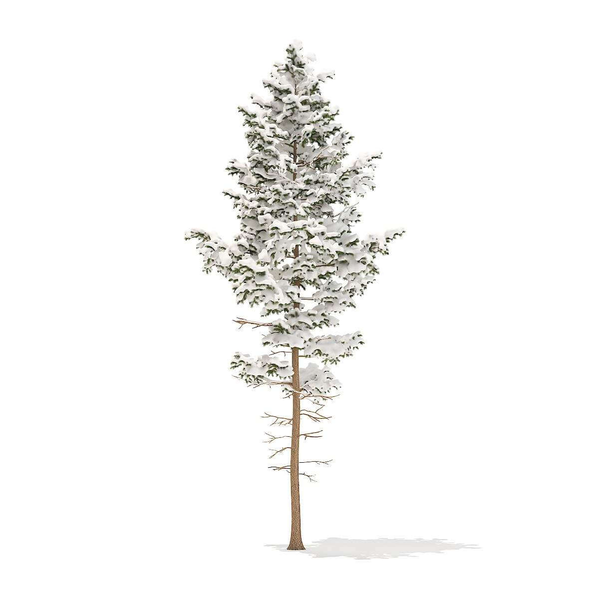 Pine Tree with Snow 10.2m - 3D Model by cgaxis