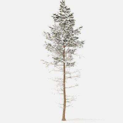 Pine Tree with Snow 16m - 3D Model by cgaxis