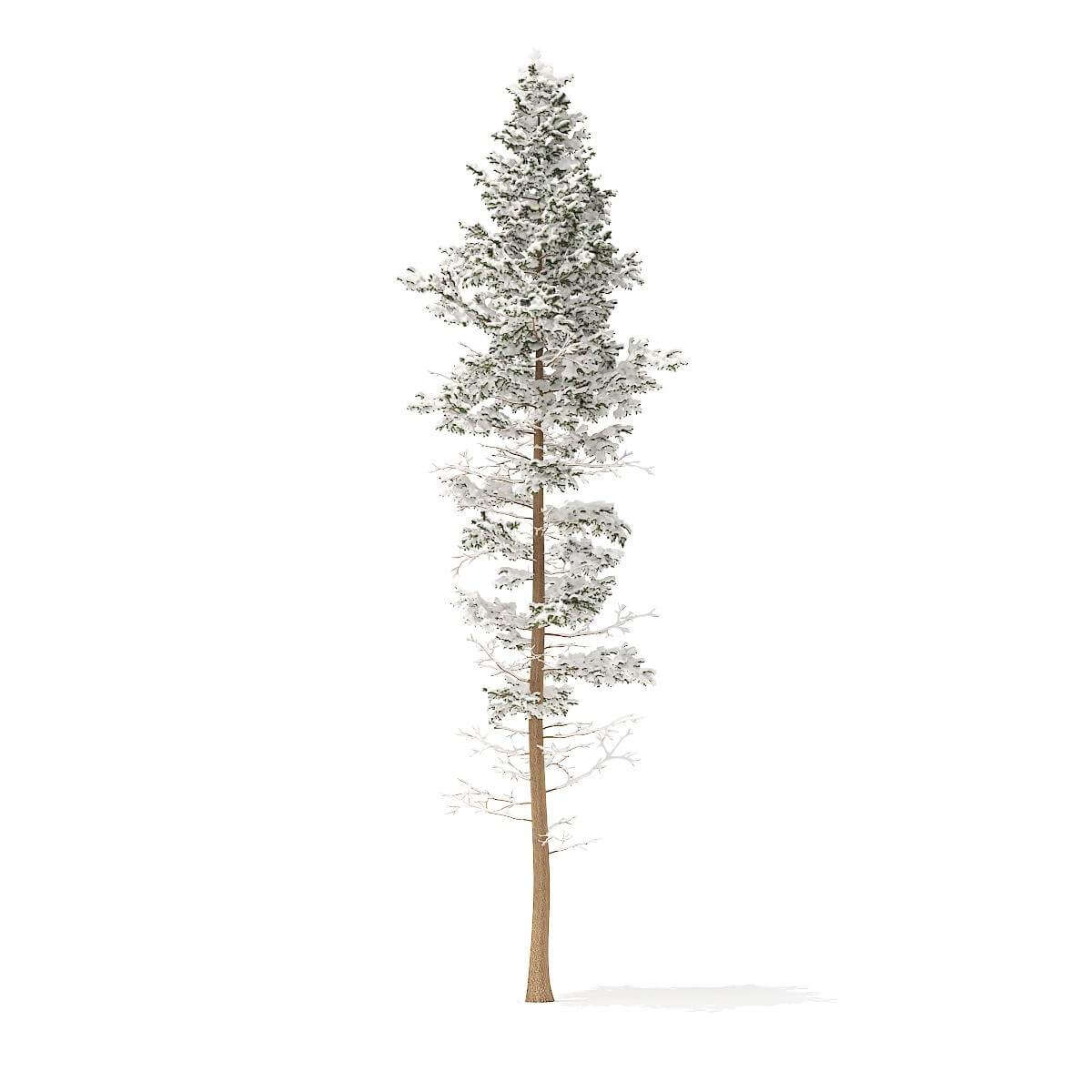 Pine Tree with Snow 25m - 3D Model by cgaxis