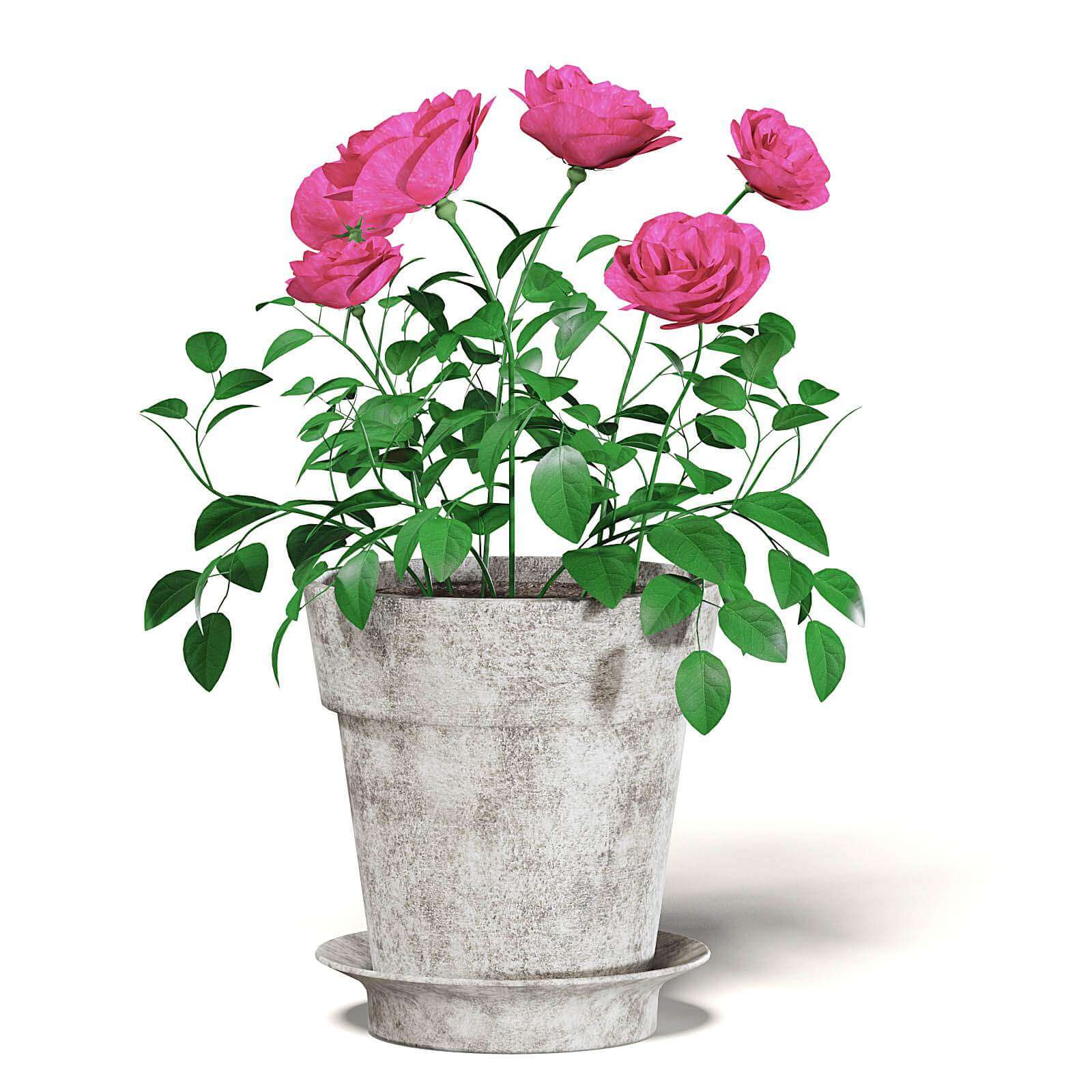 Pink Roses in Ceramic Pot - 3D Model by cgaxis