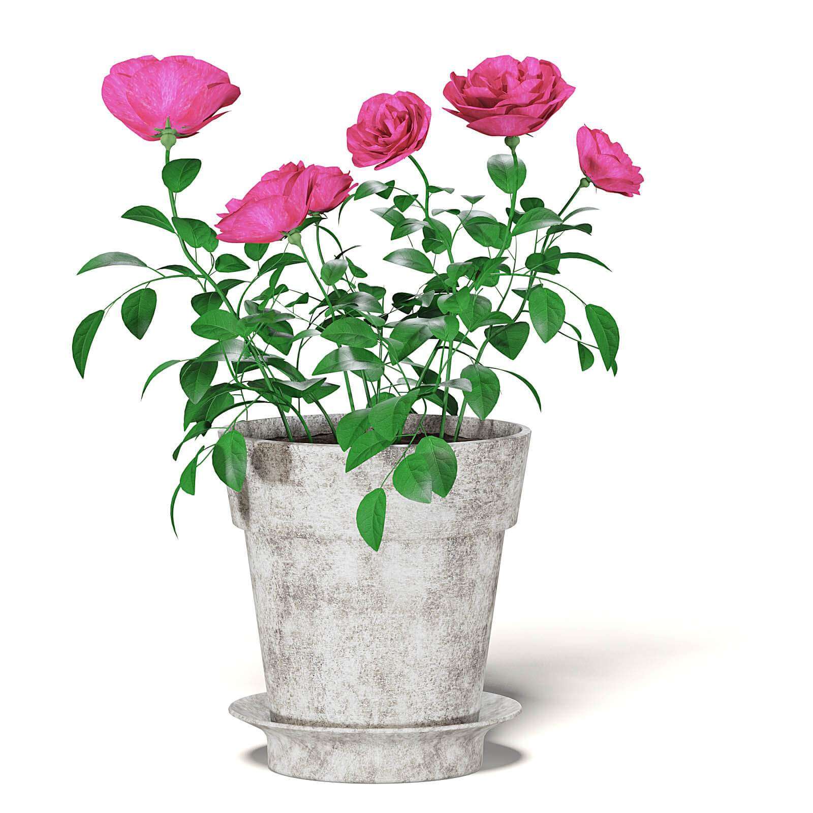 Pink Roses in Ceramic Pot - 3D Model by cgaxis