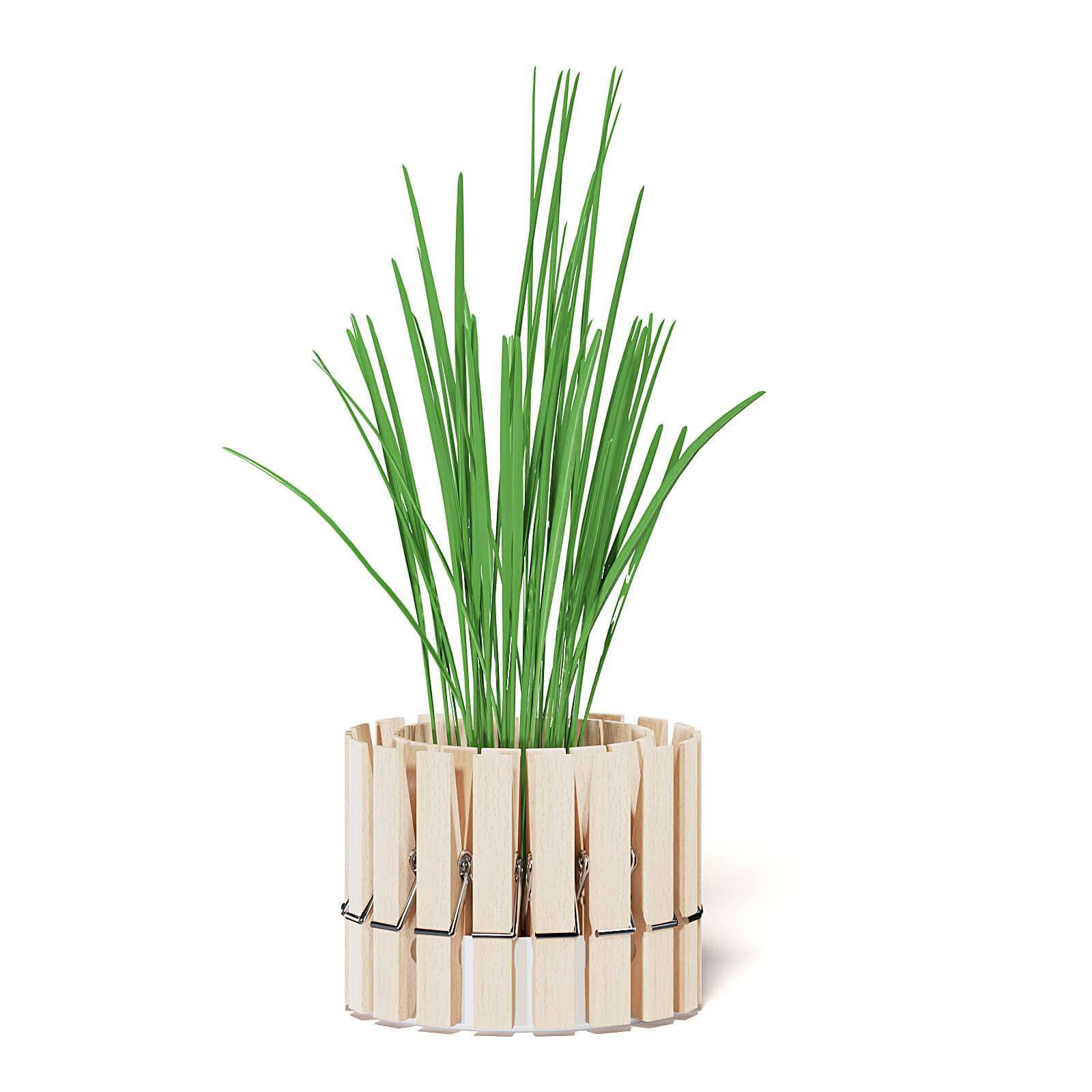 Plant with Clothes Peg Pot - 3D Model by cgaxis