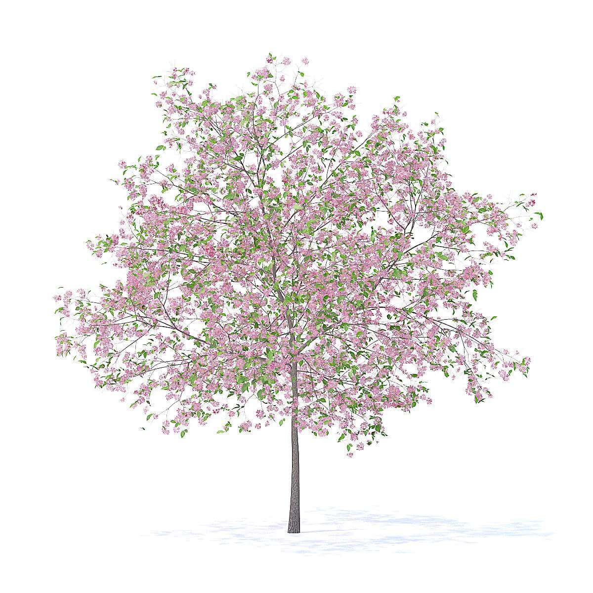Plum Tree with Flowers 5.2m - 3D Model by cgaxis
