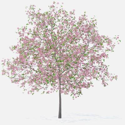 Plum Tree with Flowers 5.2m - 3D Model by cgaxis