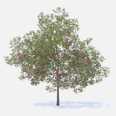 Plum Tree with Flowers 7.1m - 3D Model by cgaxis