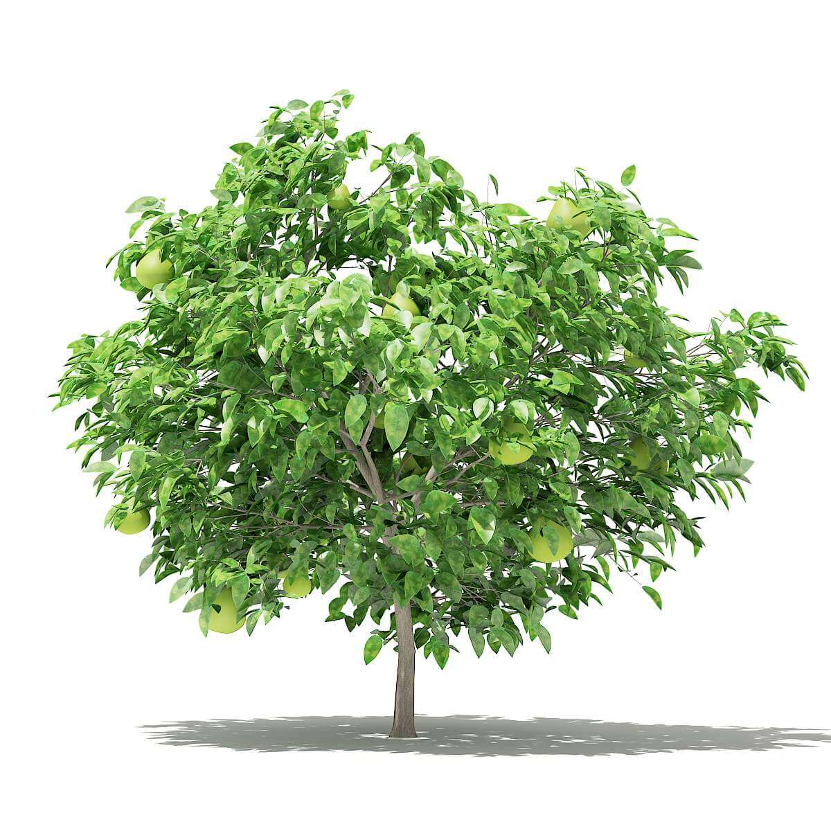 Pomelo Tree with Fruits 1.7m - 3D Model by cgaxis