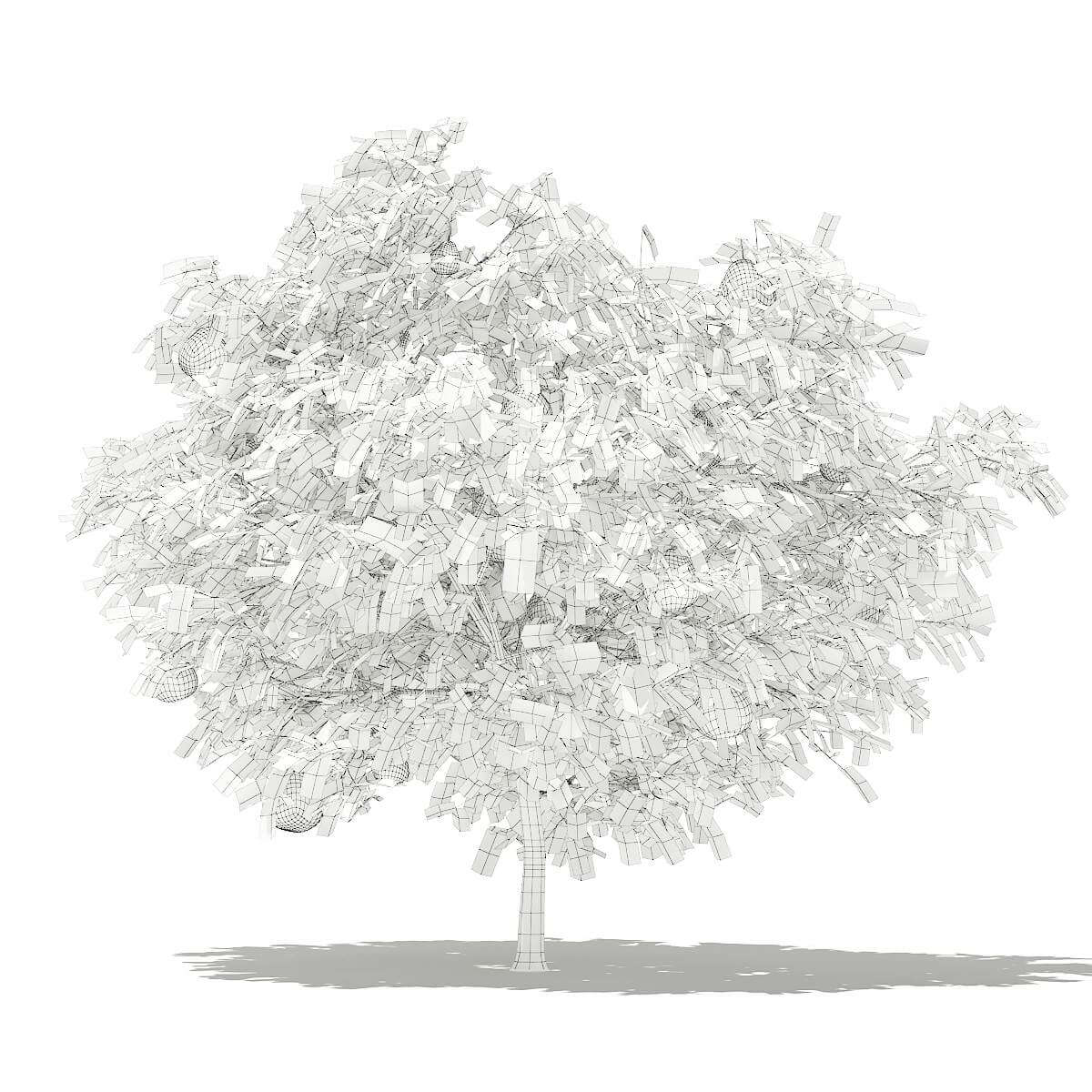 Pomelo Tree Drawing