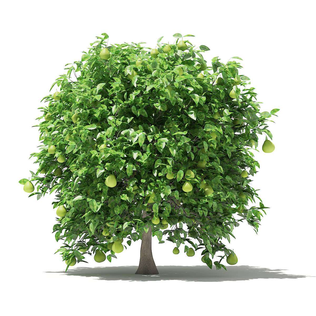 Pomelo Tree with Fruits 2.4m - 3D Model by cgaxis
