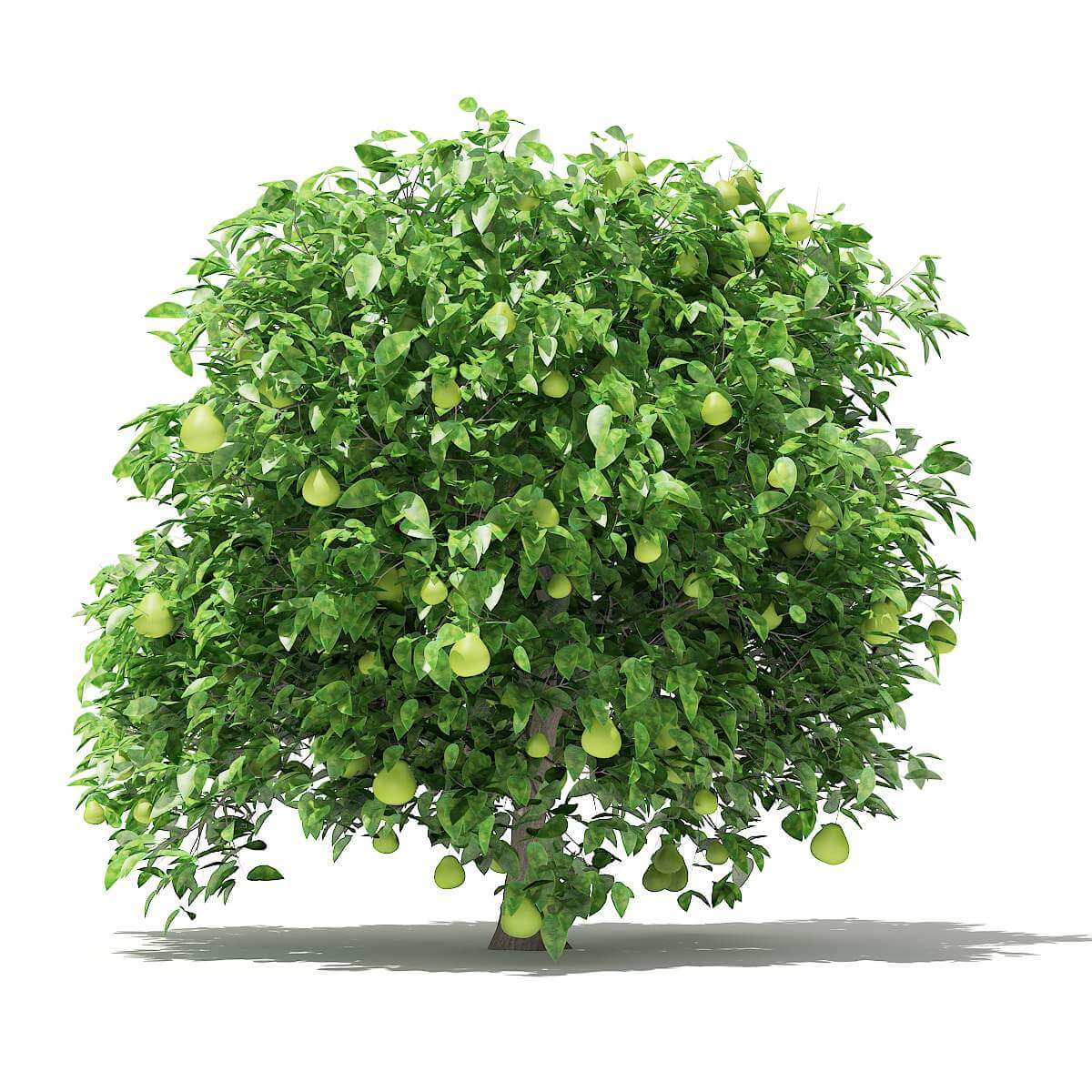 Pomelo Tree with Fruits 2.4m - 3D Model by cgaxis