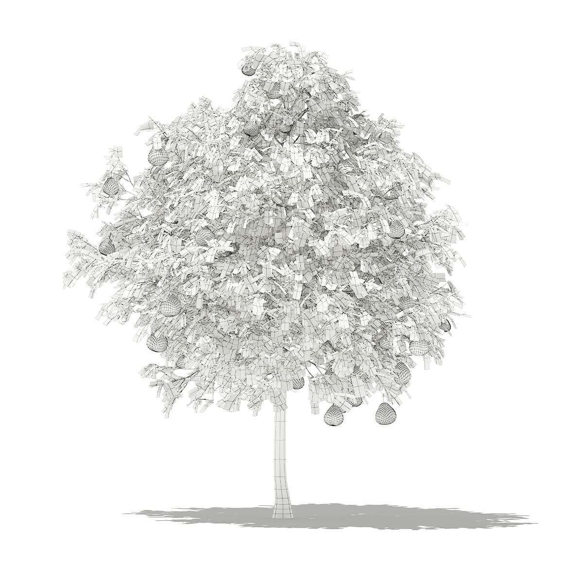 Pomelo Tree Drawing