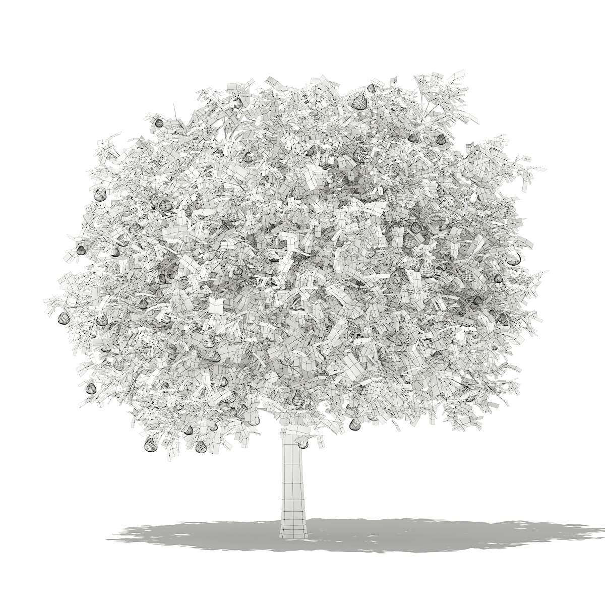 Pomelo Tree Drawing