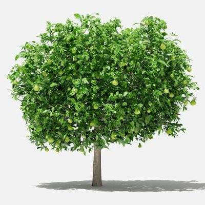 Pomelo Tree with Fruits 3.6m - 3D Model by cgaxis