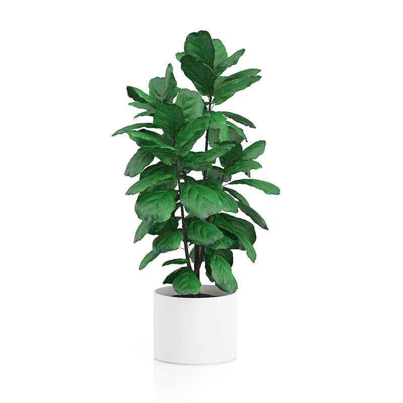 Potted Ficus Tree - 3D Model by cgaxis