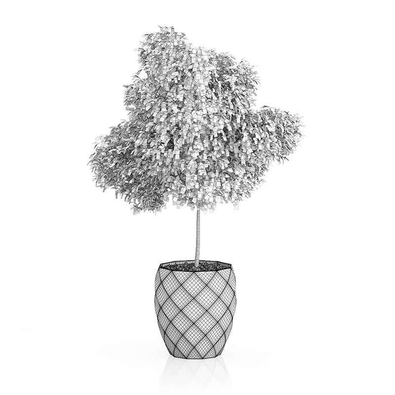 Potted Tree - 3D Model by cgaxis