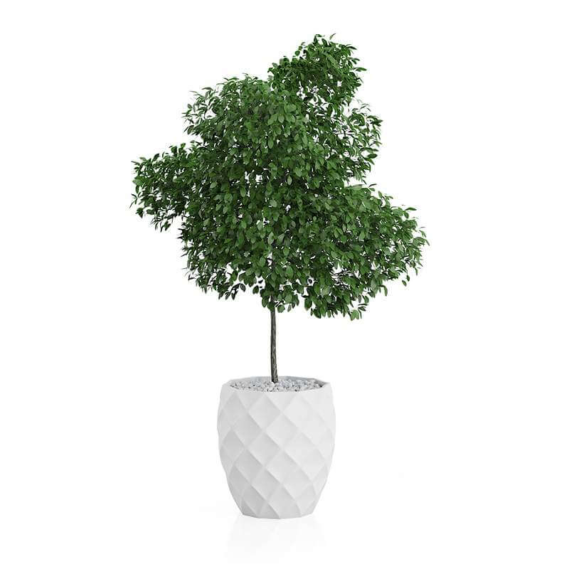 Potted Tree - 3D Model by cgaxis
