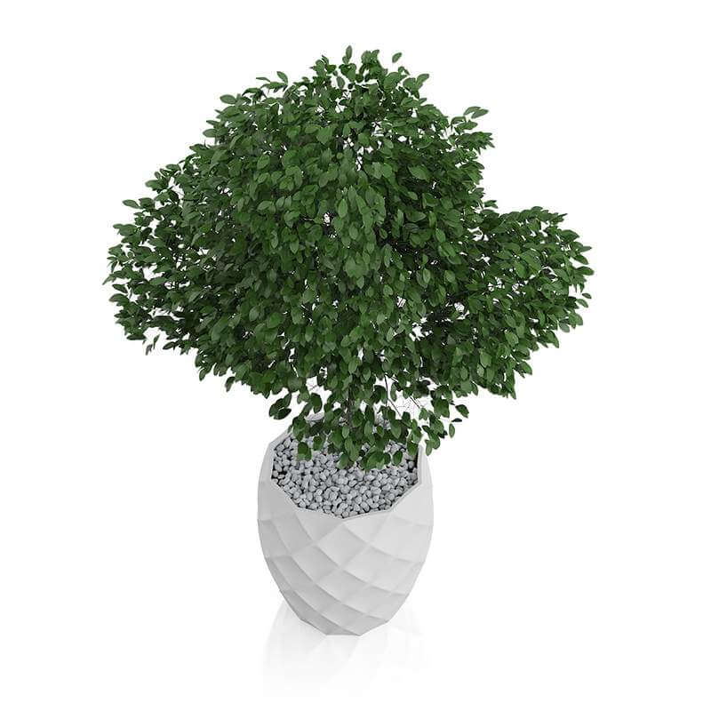 Potted Tree - 3D Model by cgaxis