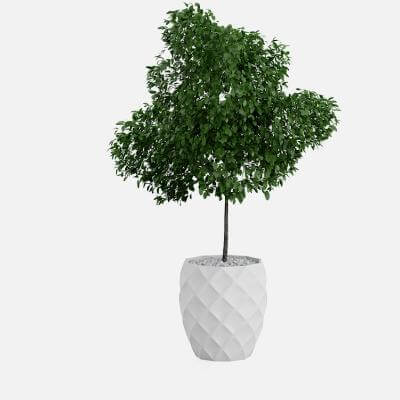 Potted Tree - 3D Model by cgaxis